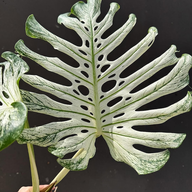 Monstera Devil - Etsy