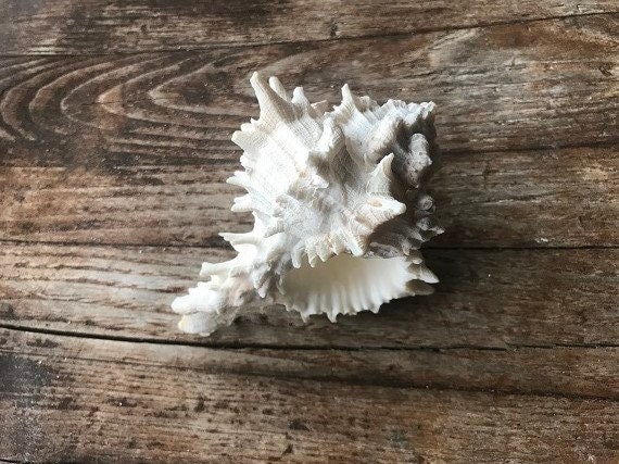 Vintage Sea Shell Fancy Conch Wedding Supply Coastal Decor | Etsy