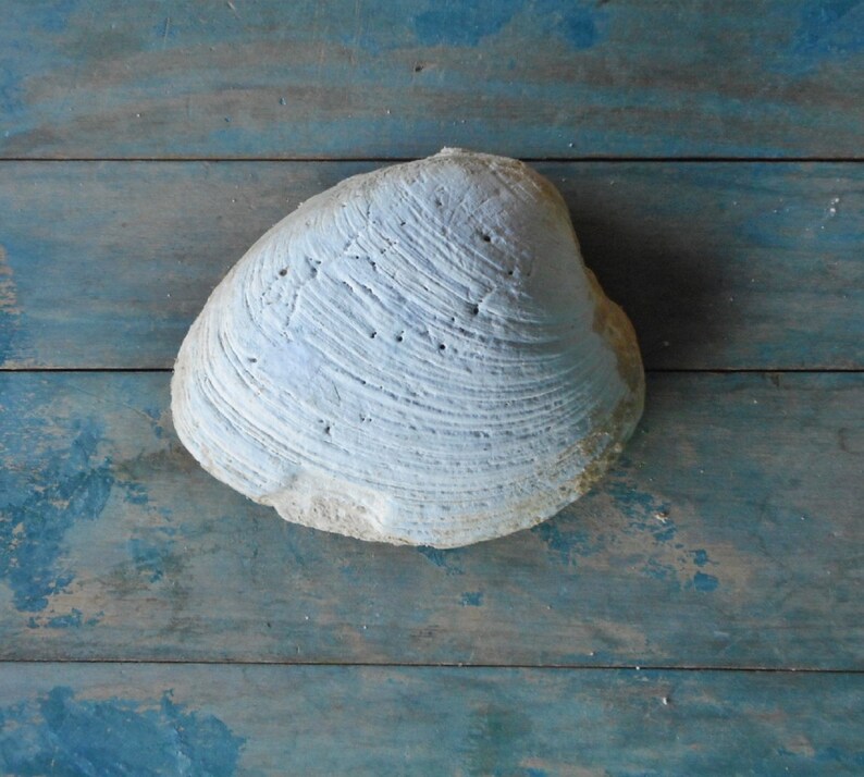 Three Large Clam Shells Prehistoric Fossils Aquarium Terrarium | Etsy