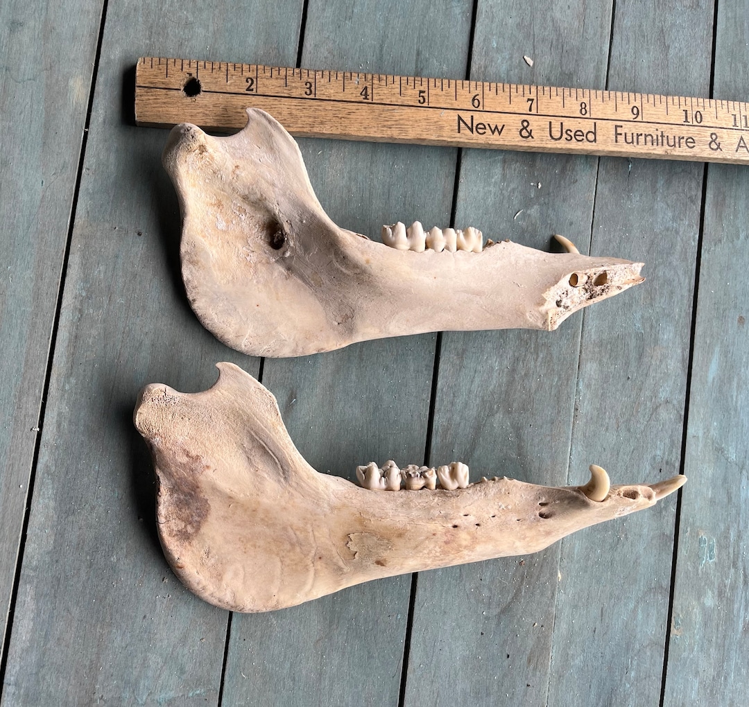 Wild Boar Jaw Bone Two Halves of One That is Broken Primitive Camp Tool ...