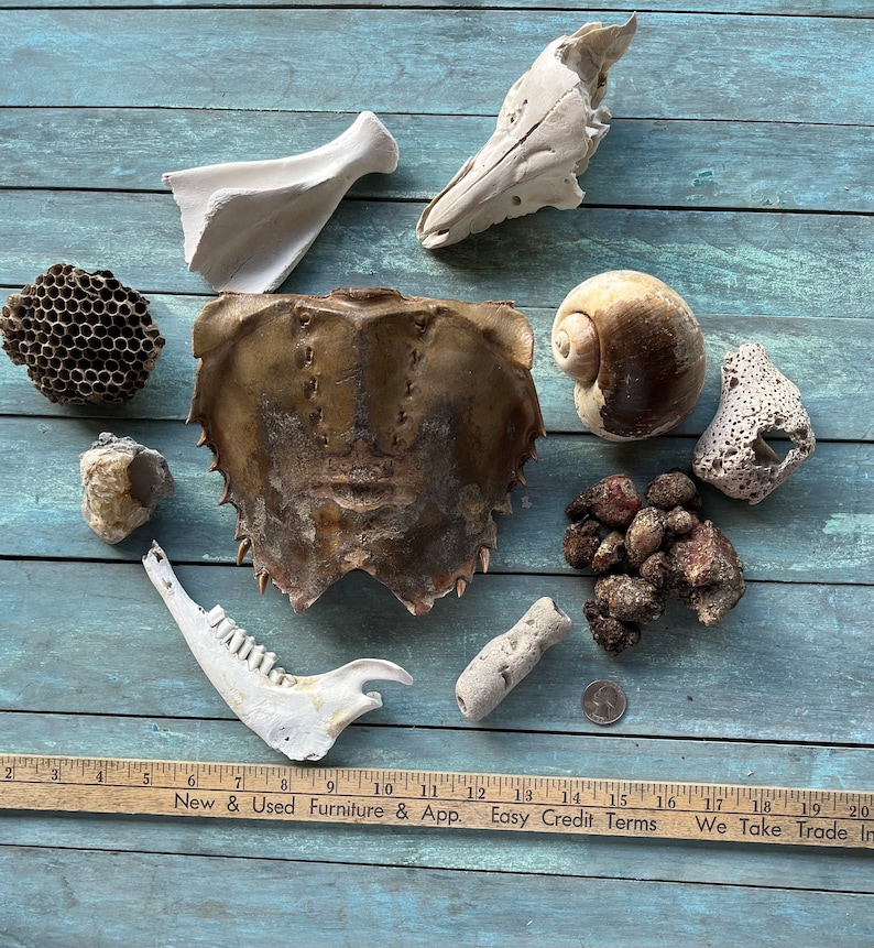 Nature Collection Oddity Box Wild Animal Bone Shell Fossil Hog Skull ...