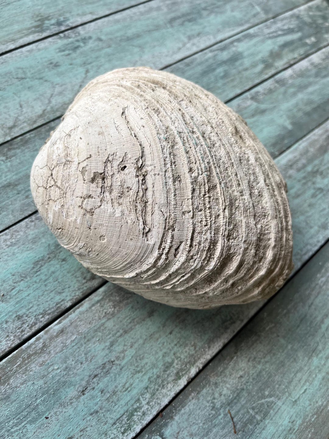 Fossilized Clam Sedimentary Rock Aquarium Terrarium Vivarium Garden Mix ...