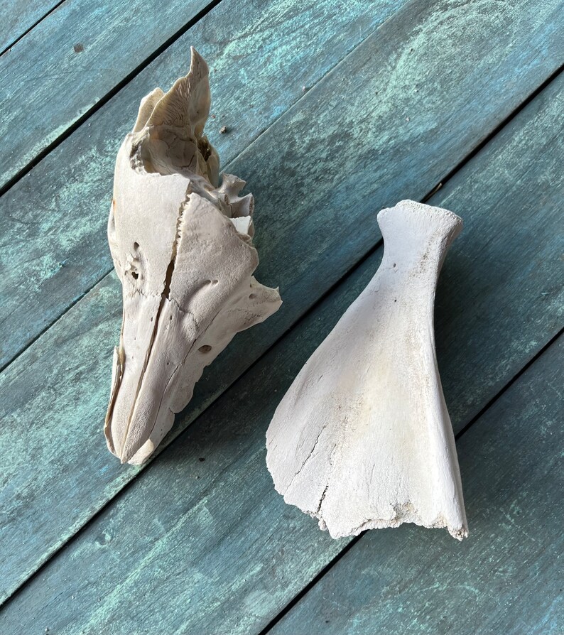 Nature Collection Oddity Box Wild Animal Bone Shell Fossil Hog Skull ...