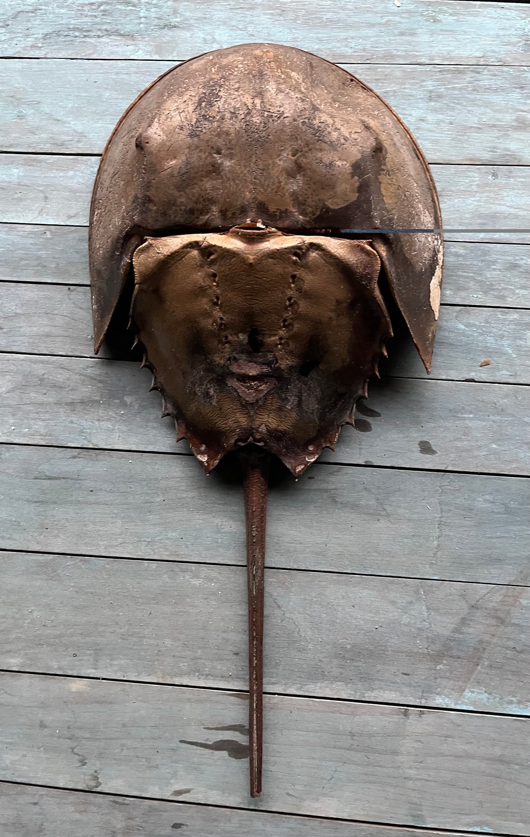 Large Horse Shoe Crab Real Beach Find Coastal Decor Science Specimen ...