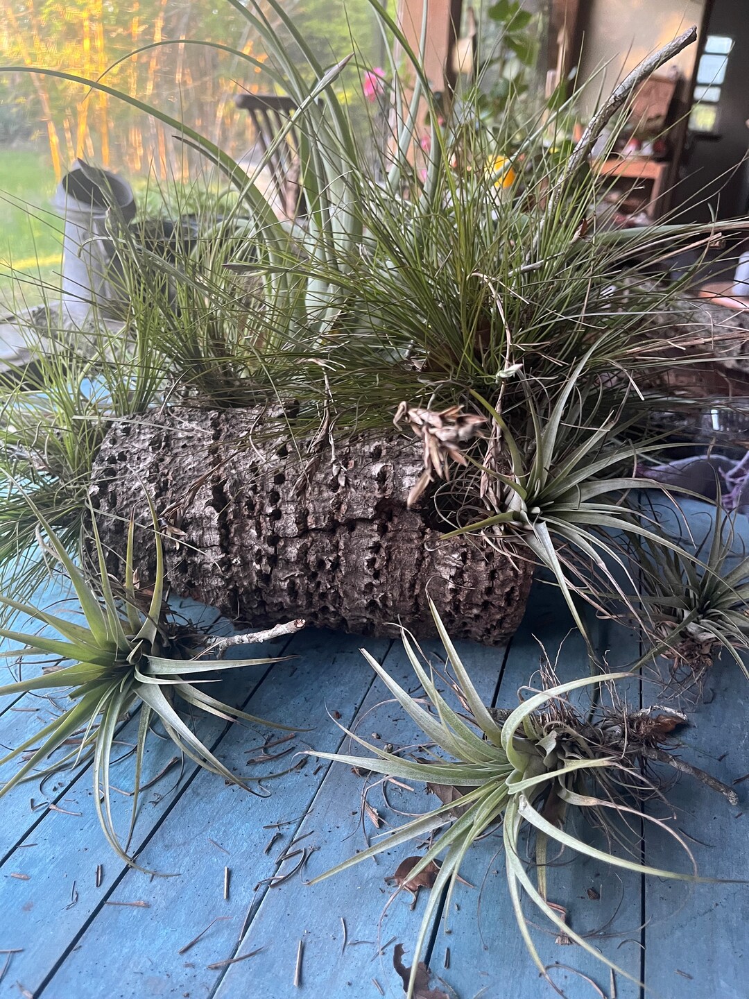 Hickory Tree Bark Rustic Arch Orchid Air Plant Display Wild Craft Mix ...