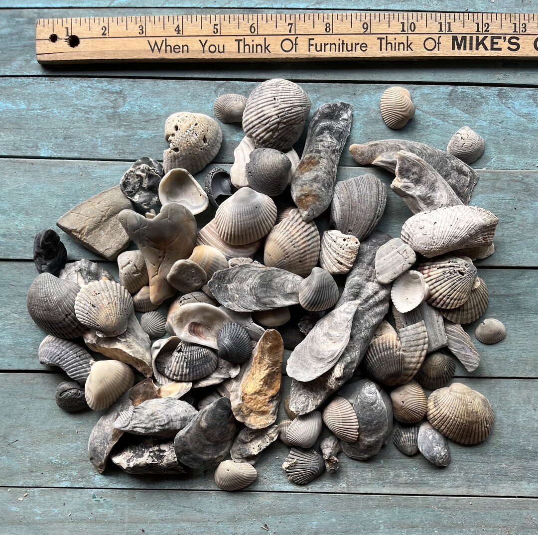 Sea Shells With Grey or Black Colors Florida Treasure Coast Mixed Media ...
