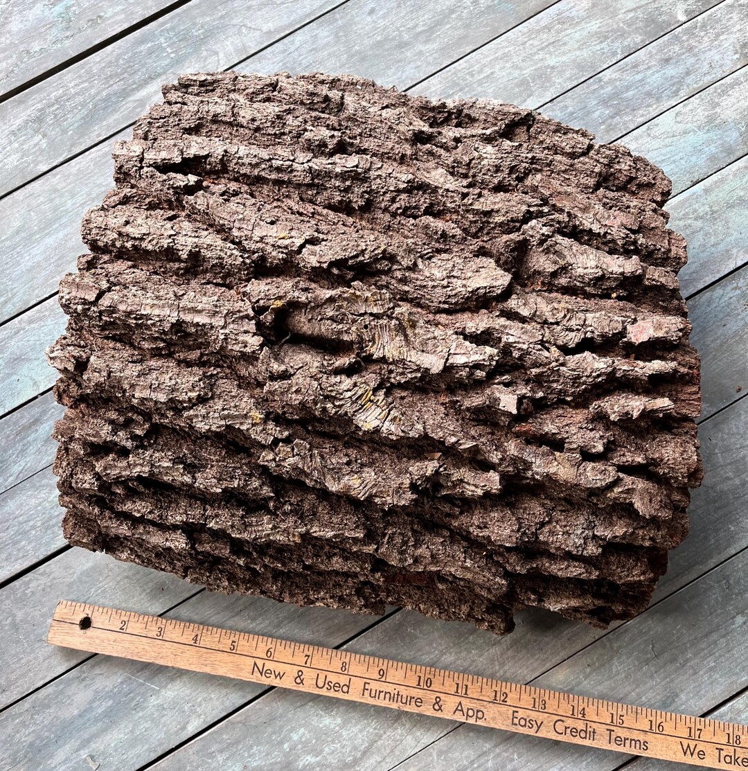 Live Oak Tree Bark Arched Piece Orchid Air Plant Display Wild Craft Mix ...