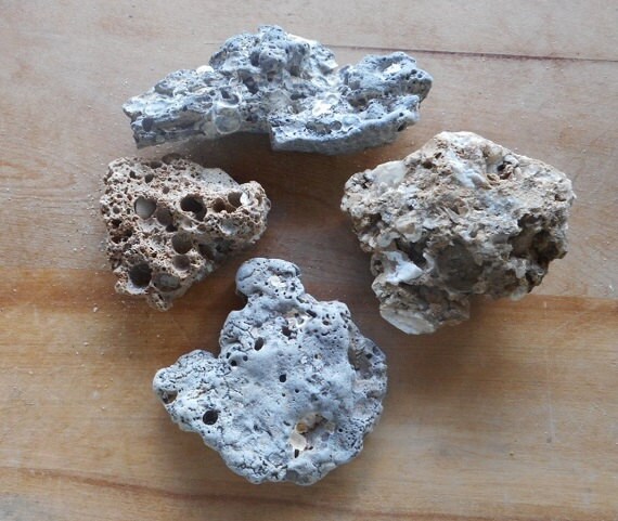 Shell Rock Specimens Four Sedimentary Stones Beach Geology | Etsy