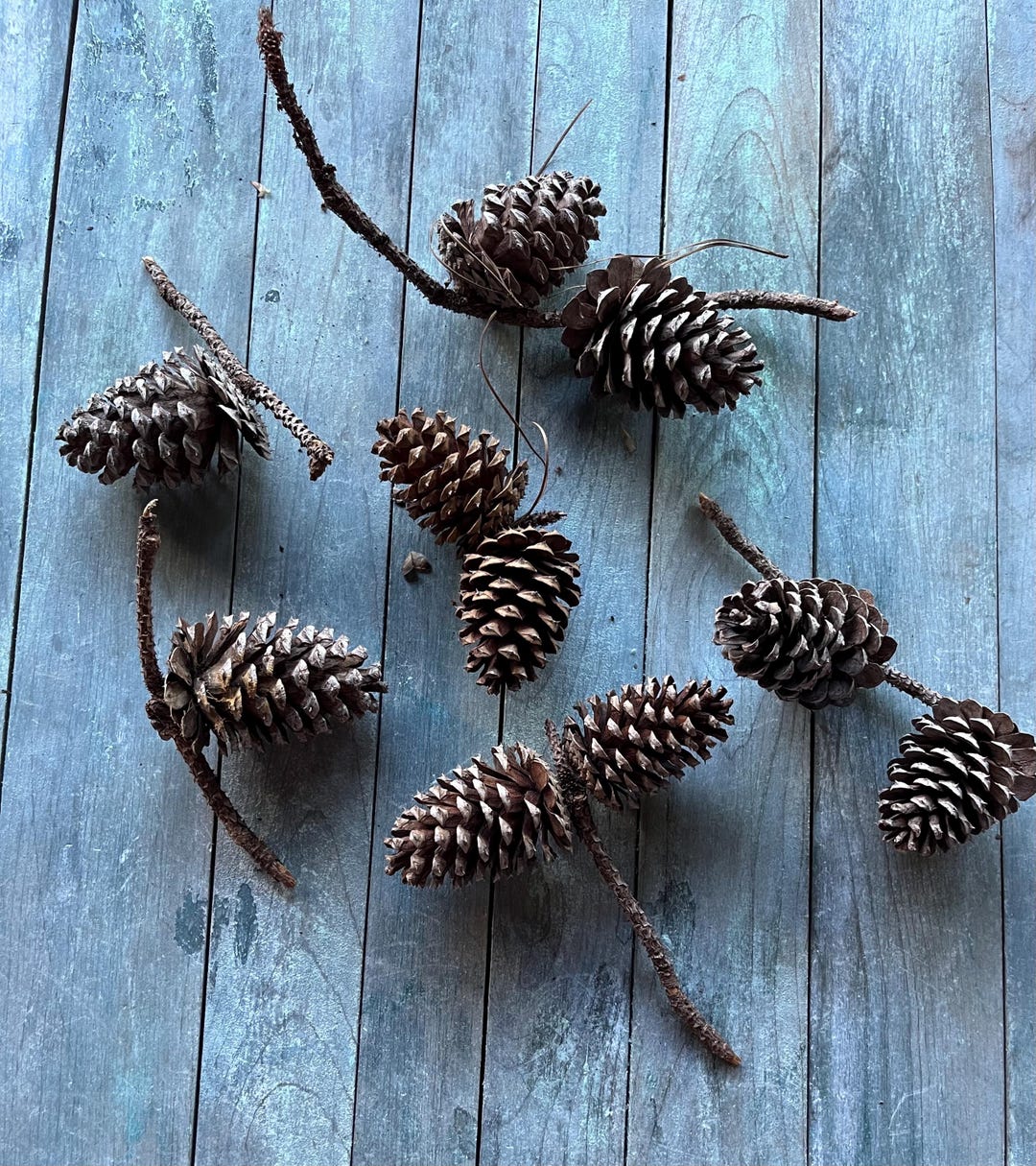 6 Pine Branches With Single Cones and Clusters Natural From South ...