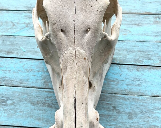 Wild Boar Hog Skull Frontier Cabin Primitive Camp Western Decor Tribal ...