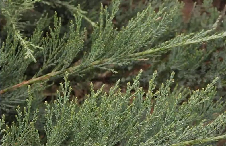 Cough Herbal Remedy – Creeping Juniper Traditional Guide - Etsy