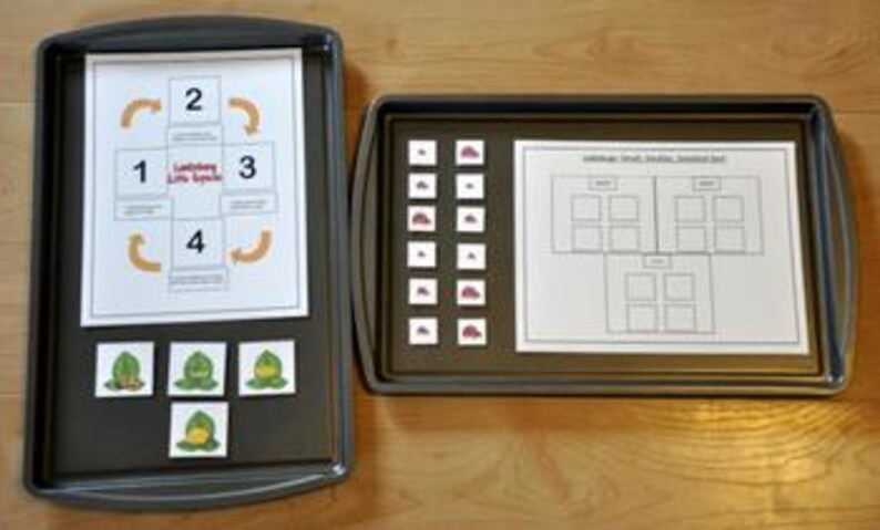 Adapted Science Unit: Ladybug Life Cycle - Interactive Learning Kit - Etsy