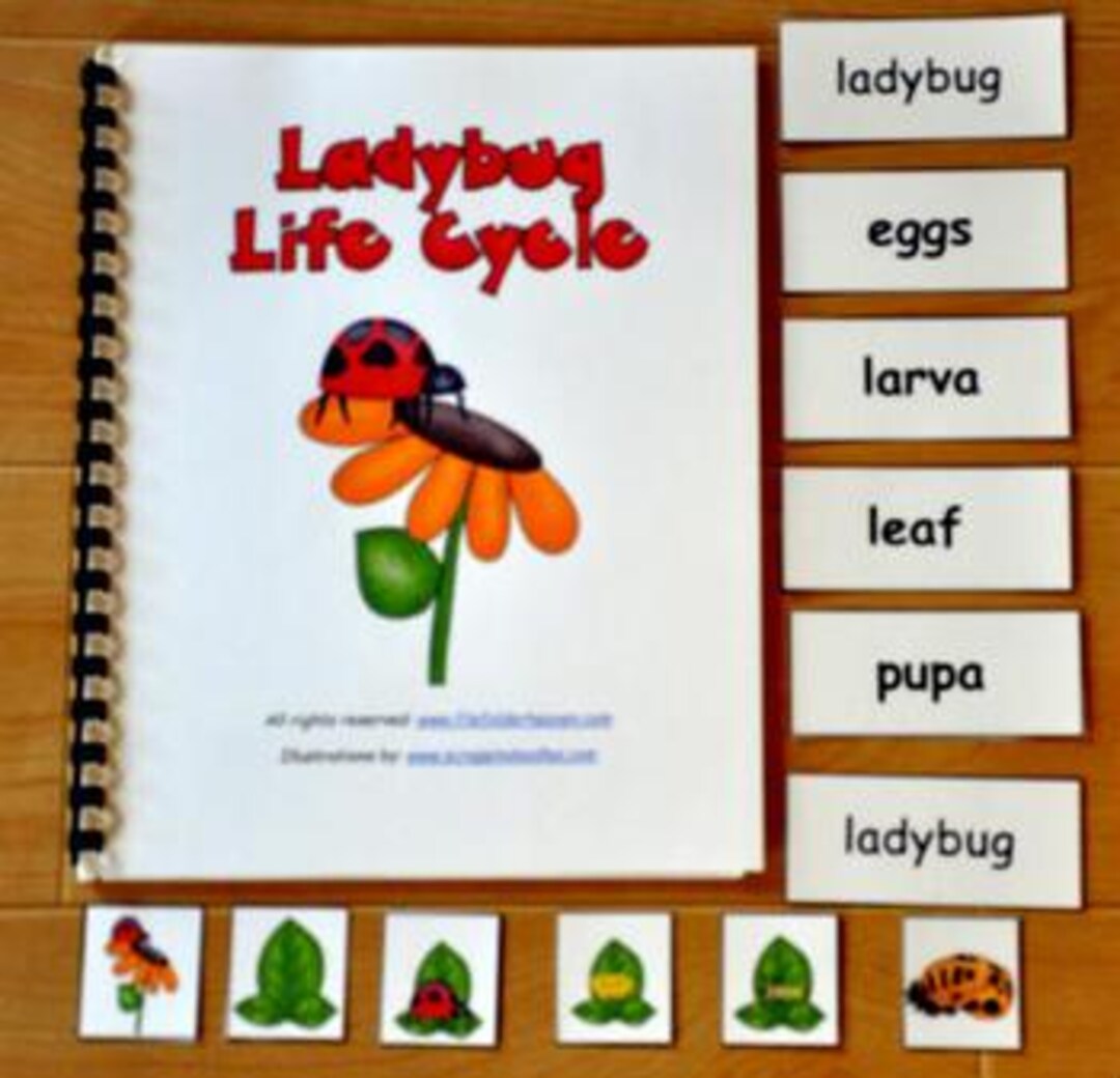 Ladybug Life Cycle Adapted Book: Color and Black & White Versions - Etsy