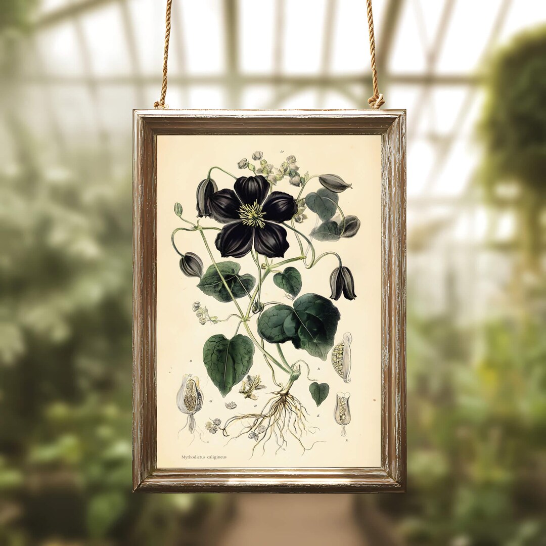 Black Flower Vintage Botanical Illustration | Imaginary Plant Print ...