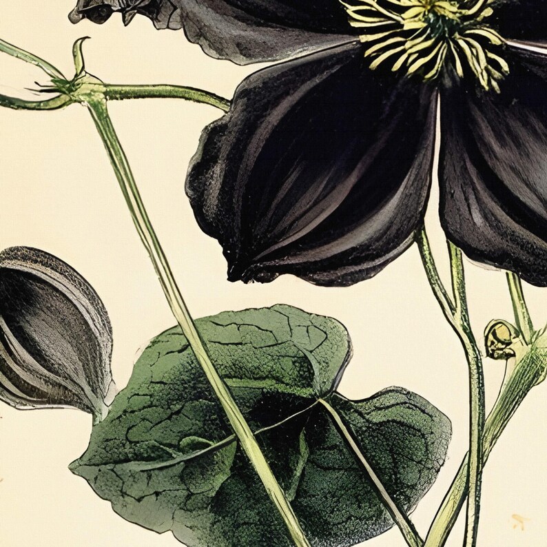 Black Flower Vintage Botanical Illustration | Imaginary Plant Print ...