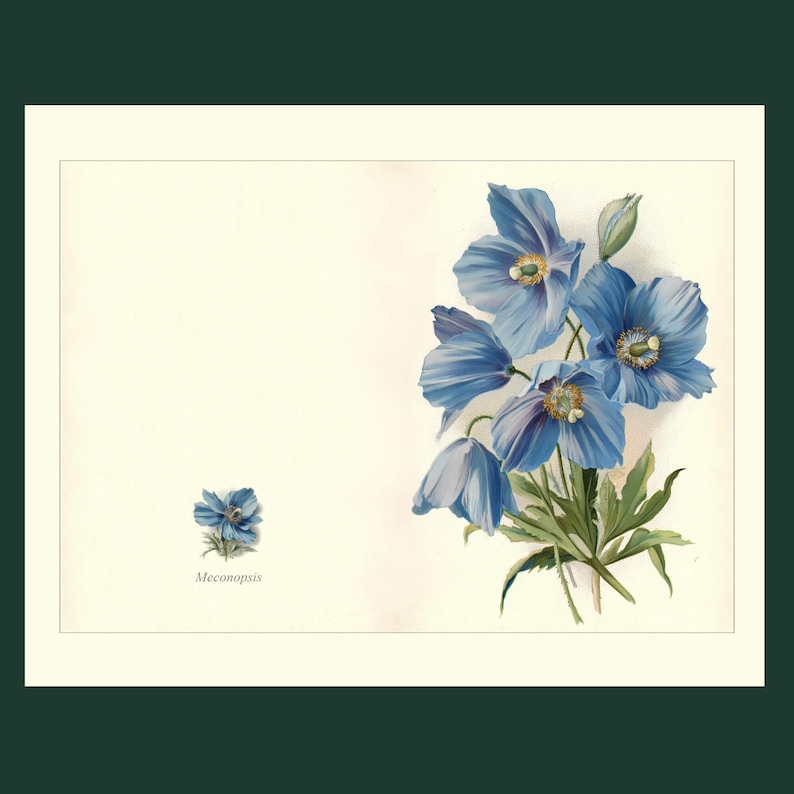 Blue Poppy Floral Card | Printable Flower Drawing Postcard | Meconopsis ...