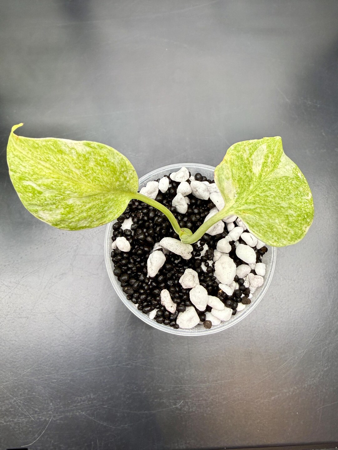 Monstera Green Snow | Exact Plant - Etsy