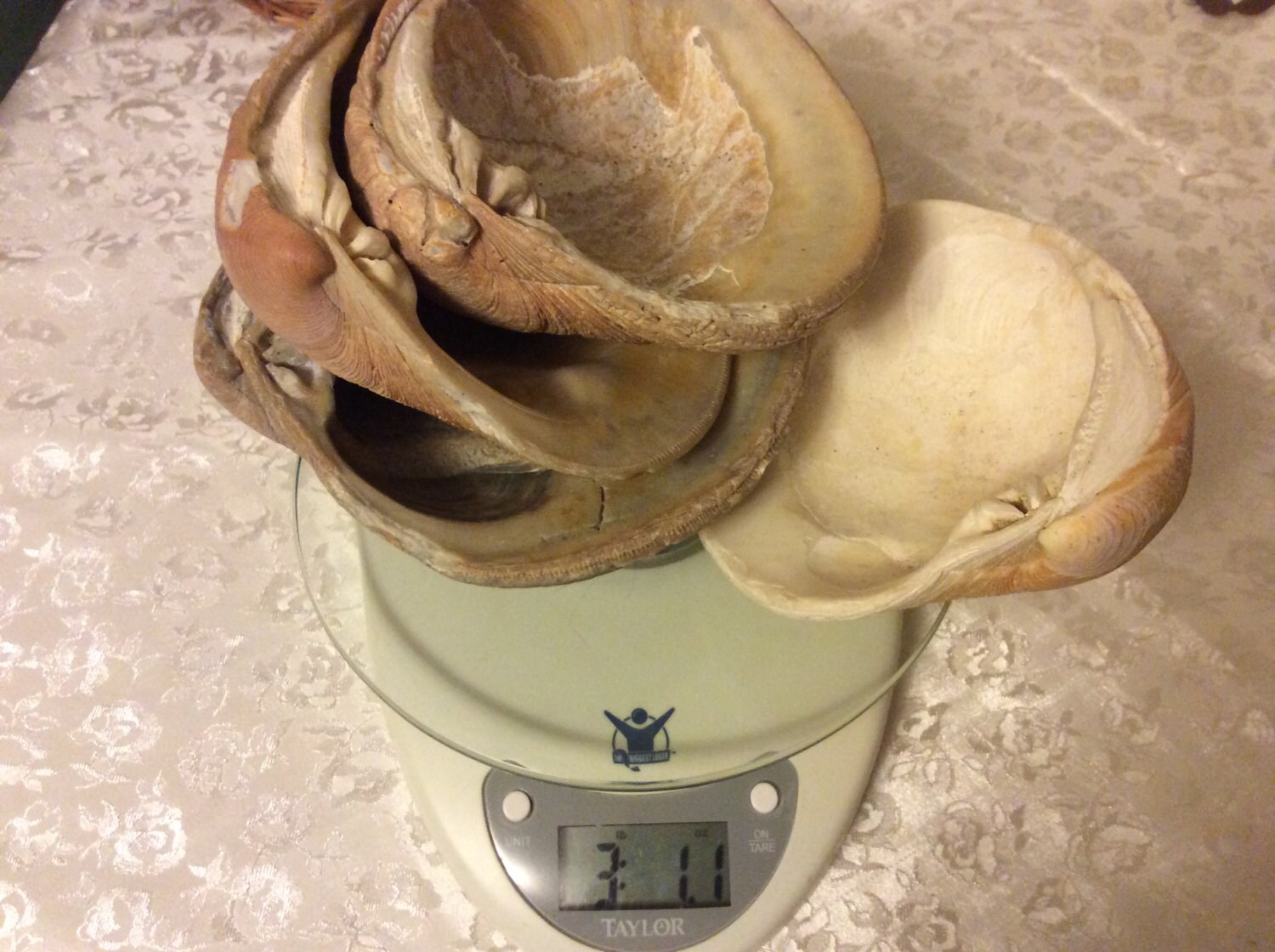 Sea Shells, Clam Shells, 4 Very Large, Over 3 Lbs, Beach Decor, Design ...