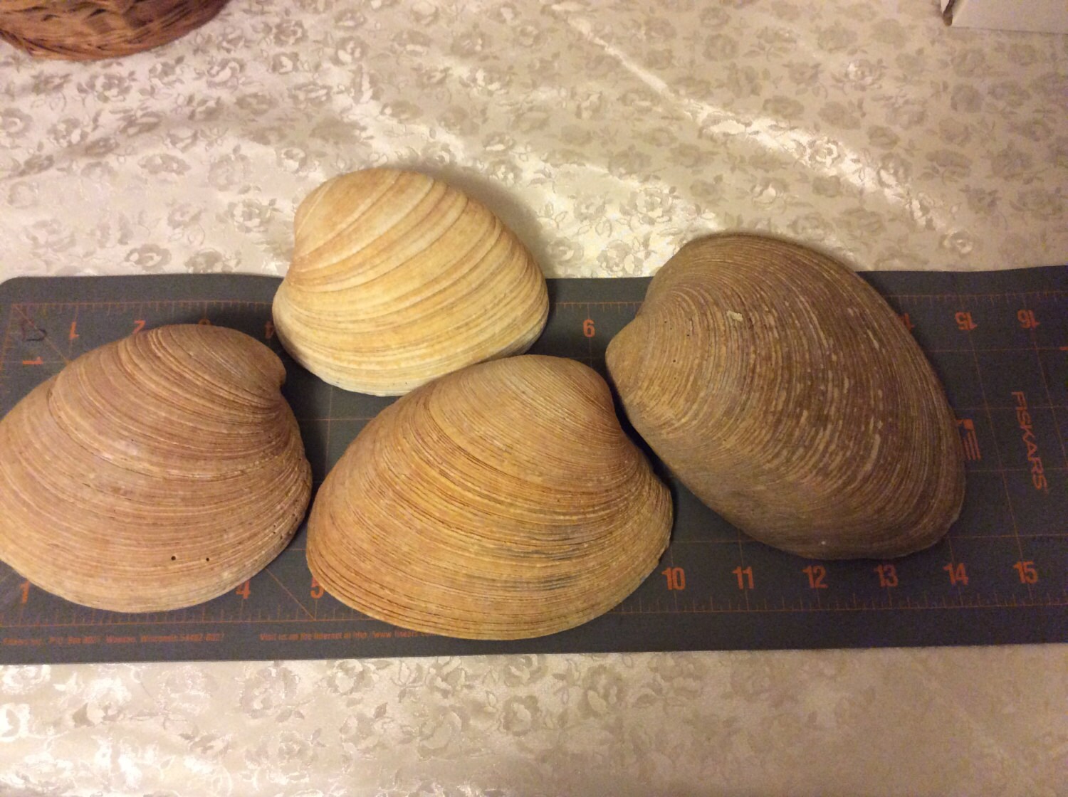 Sea Shells, Clam Shells, 4 Very Large, Over 3 Lbs, Beach Decor, Design ...