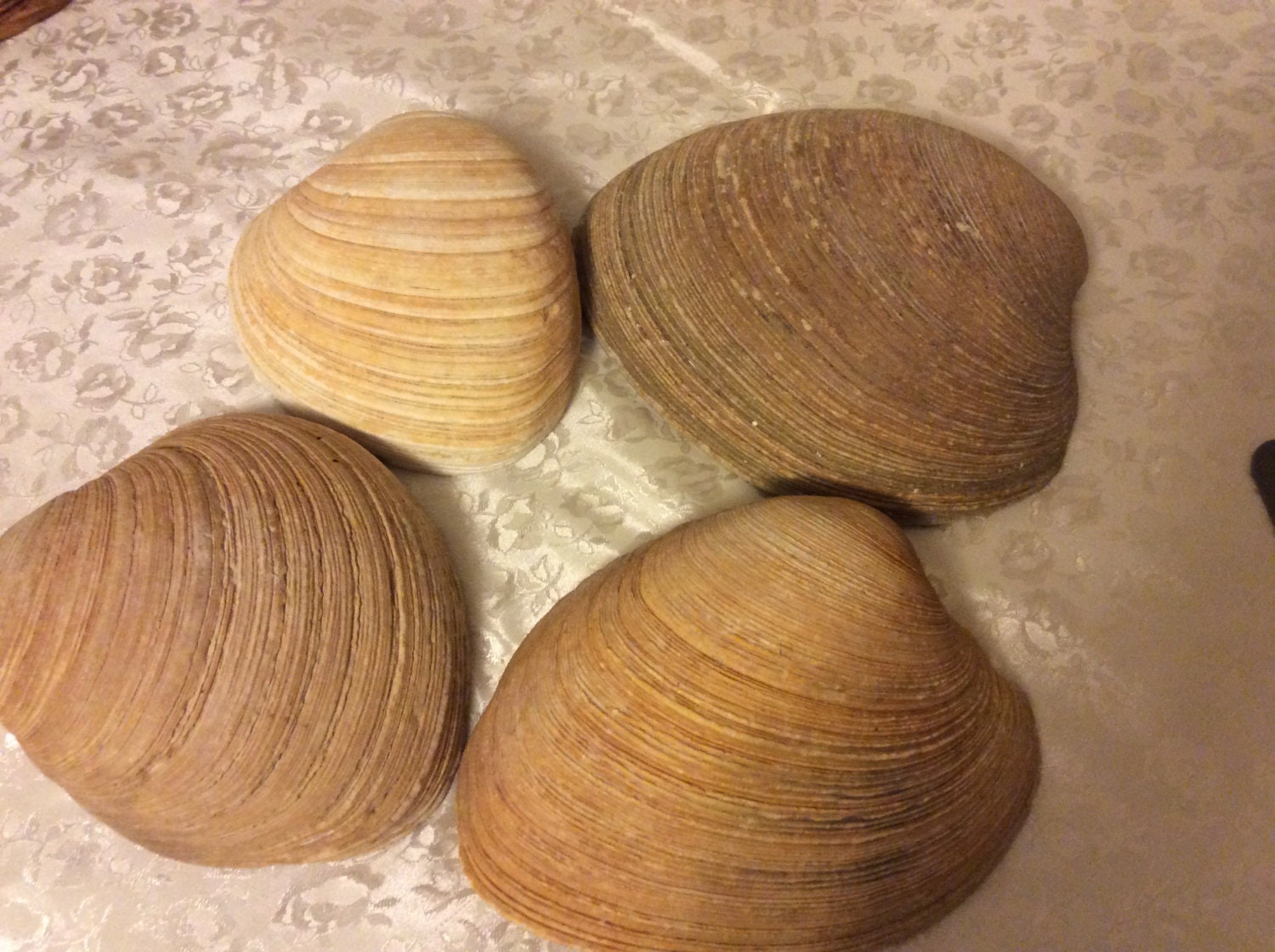 Sea Shells, Clam Shells, 4 Very Large, Over 3 Lbs, Beach Decor, Design ...