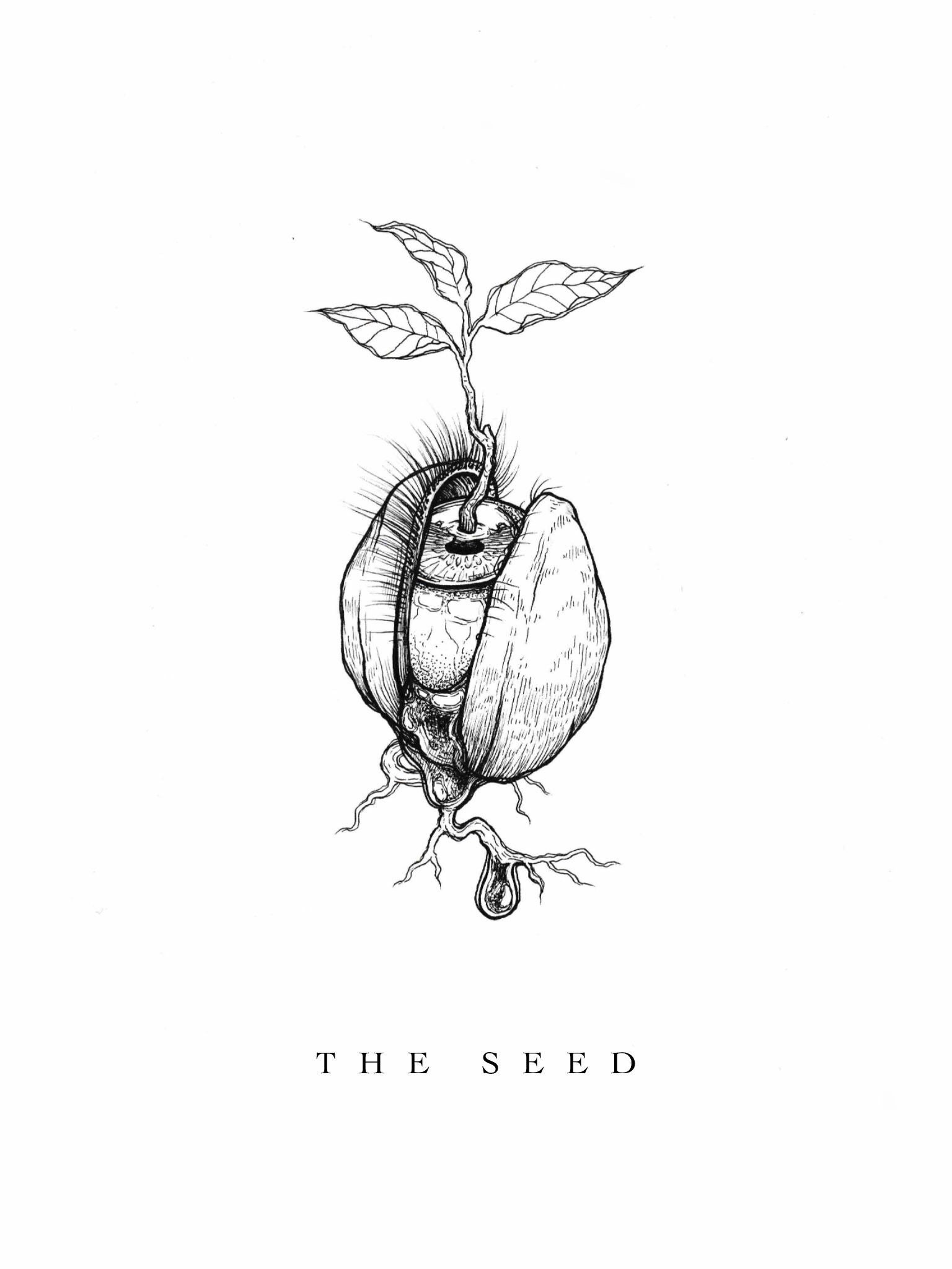 Seed Drawing
