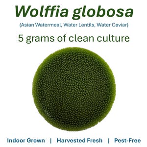 Wolffia Globosa Seeds - Etsy