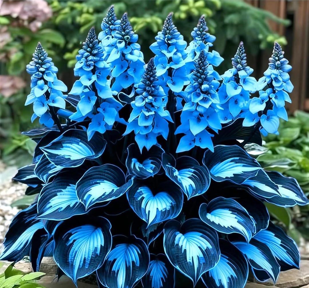 270+ Hosta Seeds – Perennial Shade Garden Plants - Etsy