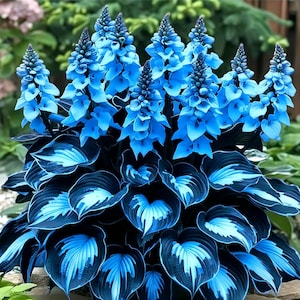 The Midnight Blue Heart Plant - Etsy