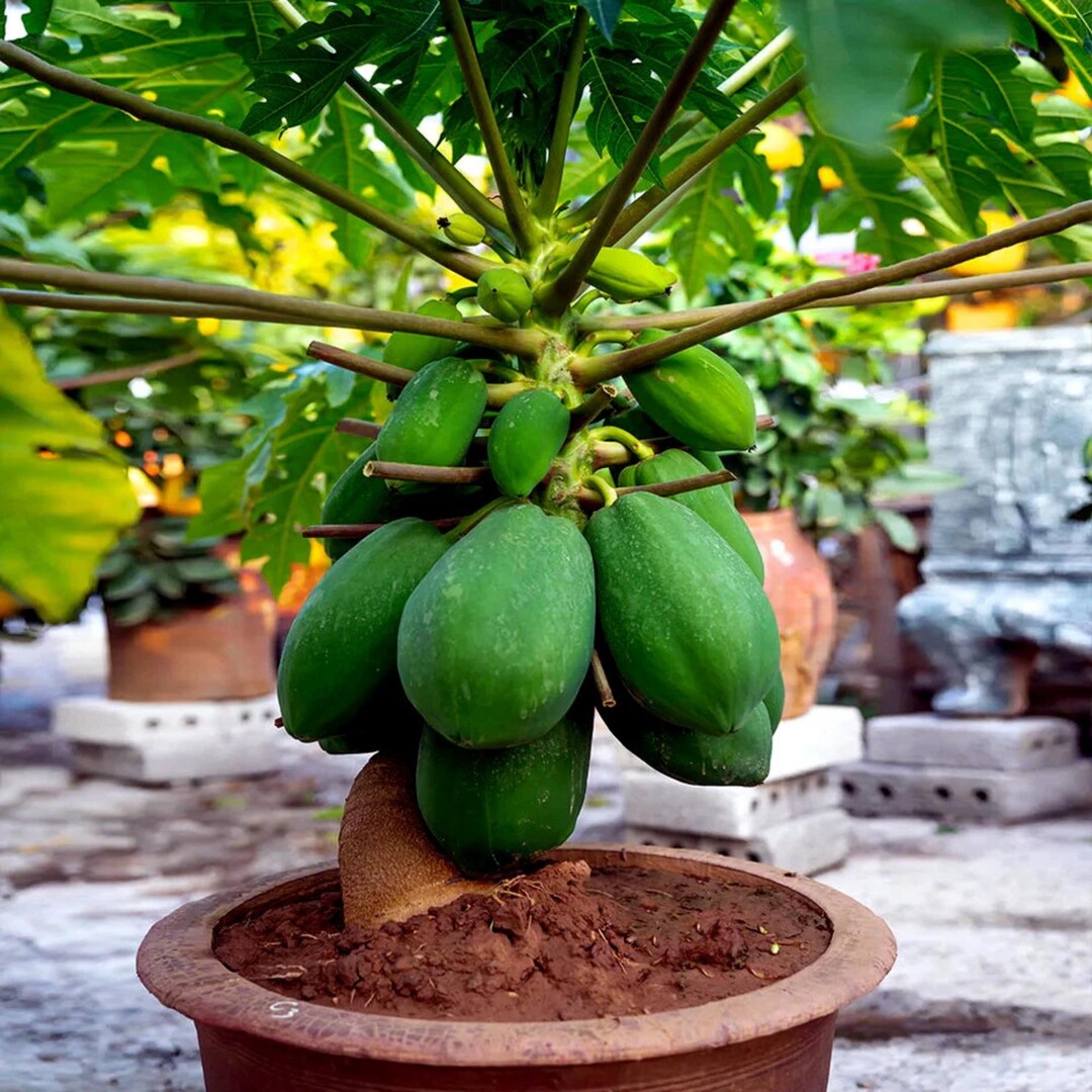 20 Dwarf Solo Papaya Seeds – Fast Fruit Houseplant Tree - Etsy