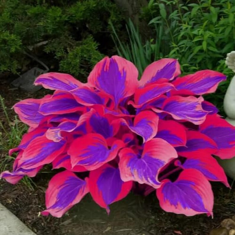Rare Hosta Seeds 300+ Perennial Heart Shaped Foliage Plants - Etsy