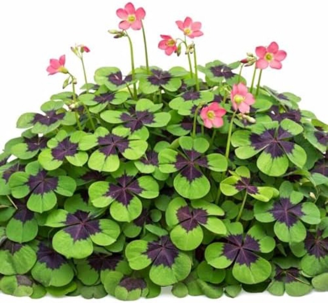 Easy Grow Oxalis Iron Cross Shamrock Bulbs Pink Flowers Indoor Outdoor ...