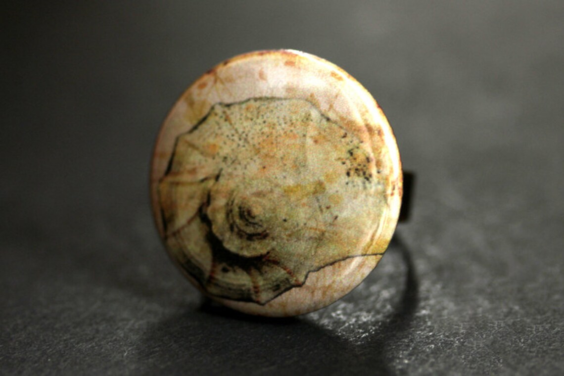 Sea Shell Ring. Beach Ring. Nature Ring. Seashell Ring. | Etsy