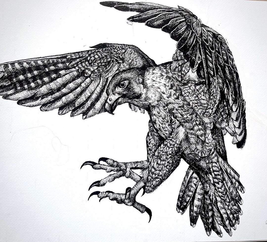 Peregrine Falcon Pen and Ink Drawing Glicée Print, 11x15. “peregrine ...