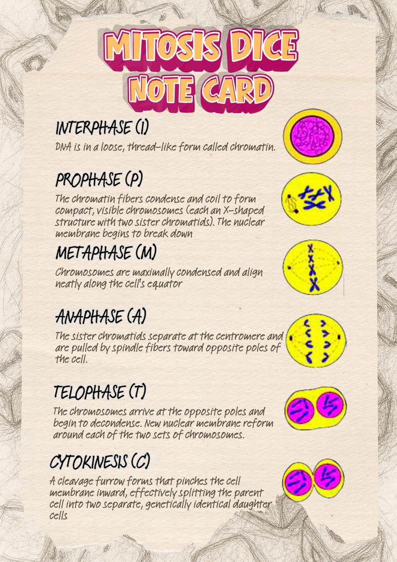 Mitosis Dice Game | Cell Division Biology, Science Station (print and ...