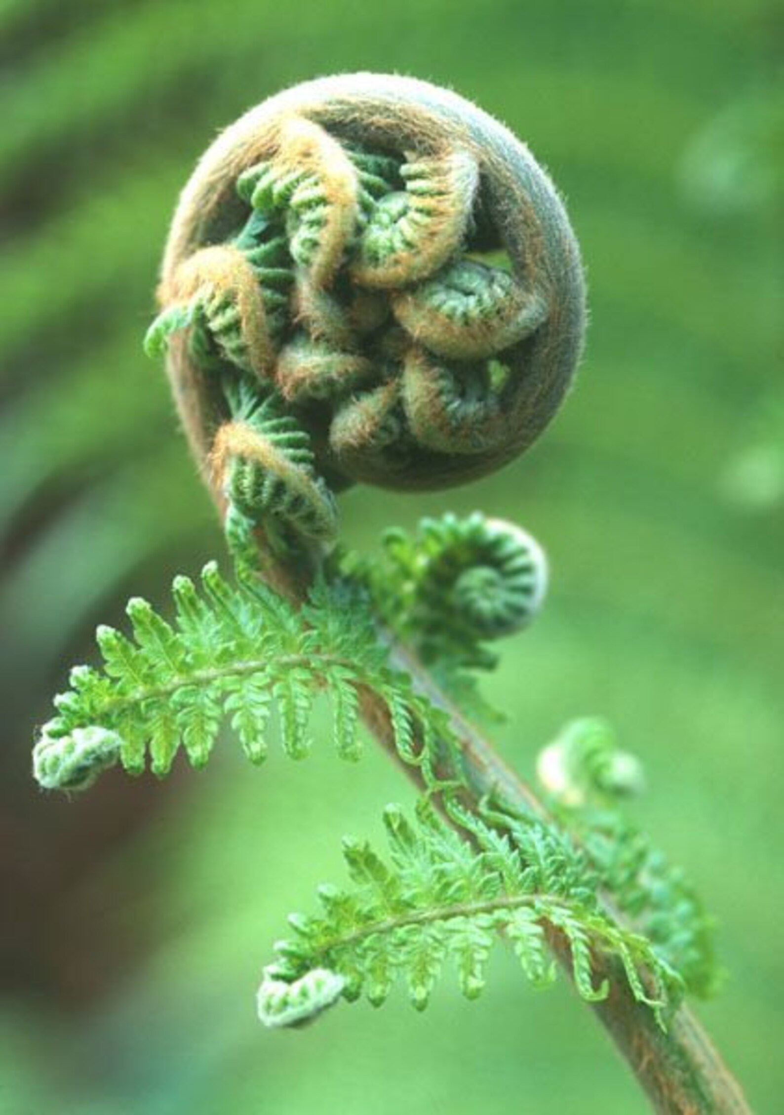 Sterling Silver Koru Wave Pendant~ Connections With the Ocean. Maori ...