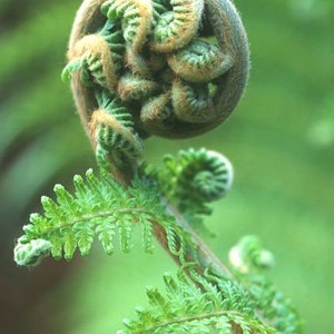 Maori Koru in Solid Sterling Silver 925 Pendant. Hand Crafted in New ...