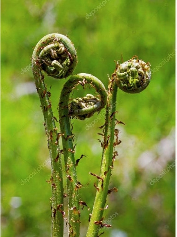 Significado De Koru Koru Meaning | New Zealand Pounamu Meanings