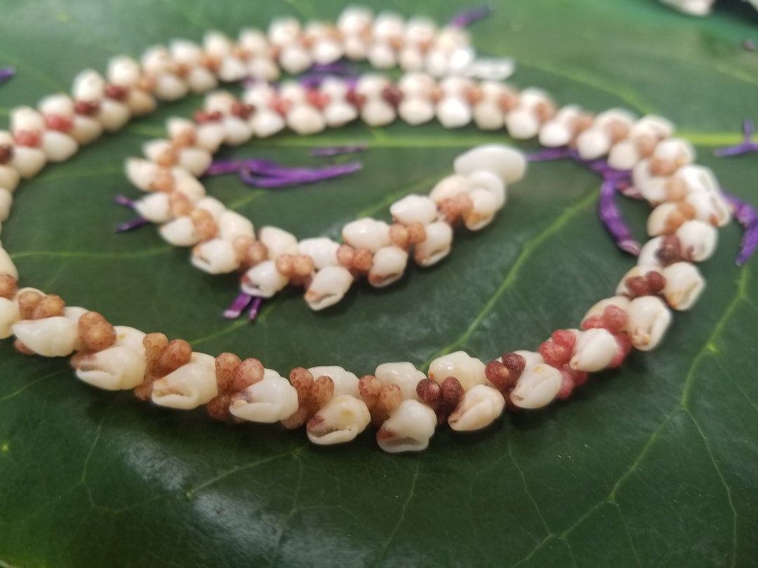 Kahelelani Shell Necklace Kahelelani Shell Jewelry Shell Necklace Kauai ...