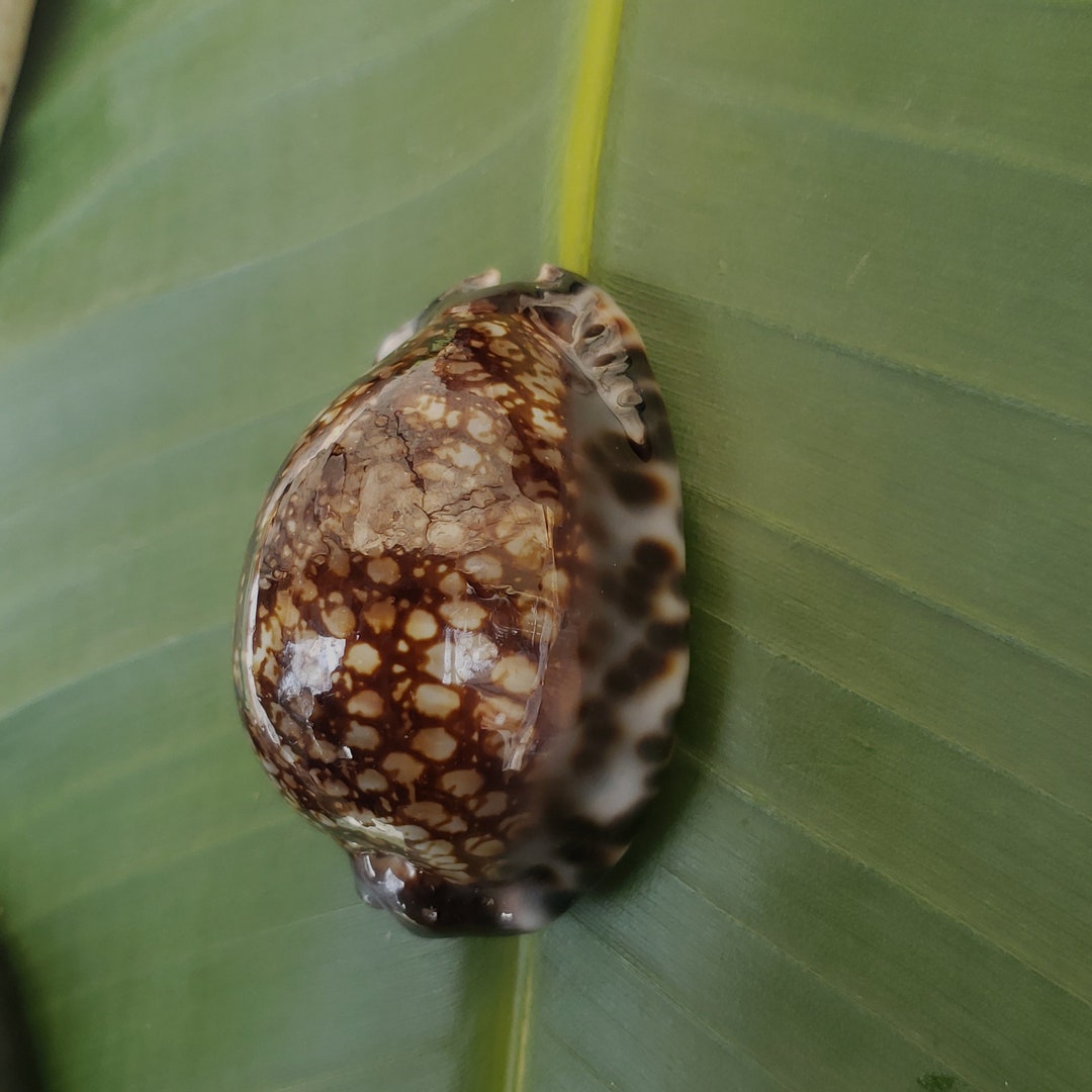 Reticulated Cowry Shell Rare Shells Pacific Ocean Shells Kauai Shells ...