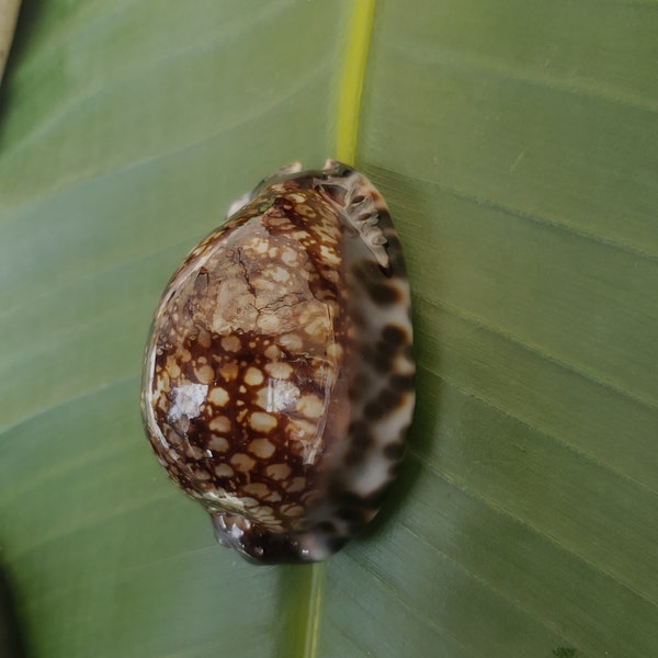 Rare Shells - Etsy