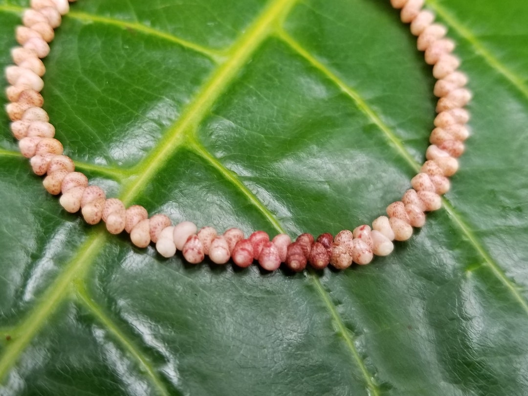 Kahelelani Shell Bracelet Sea Shell Bracelet Kauai Shell Jewelry Eco ...