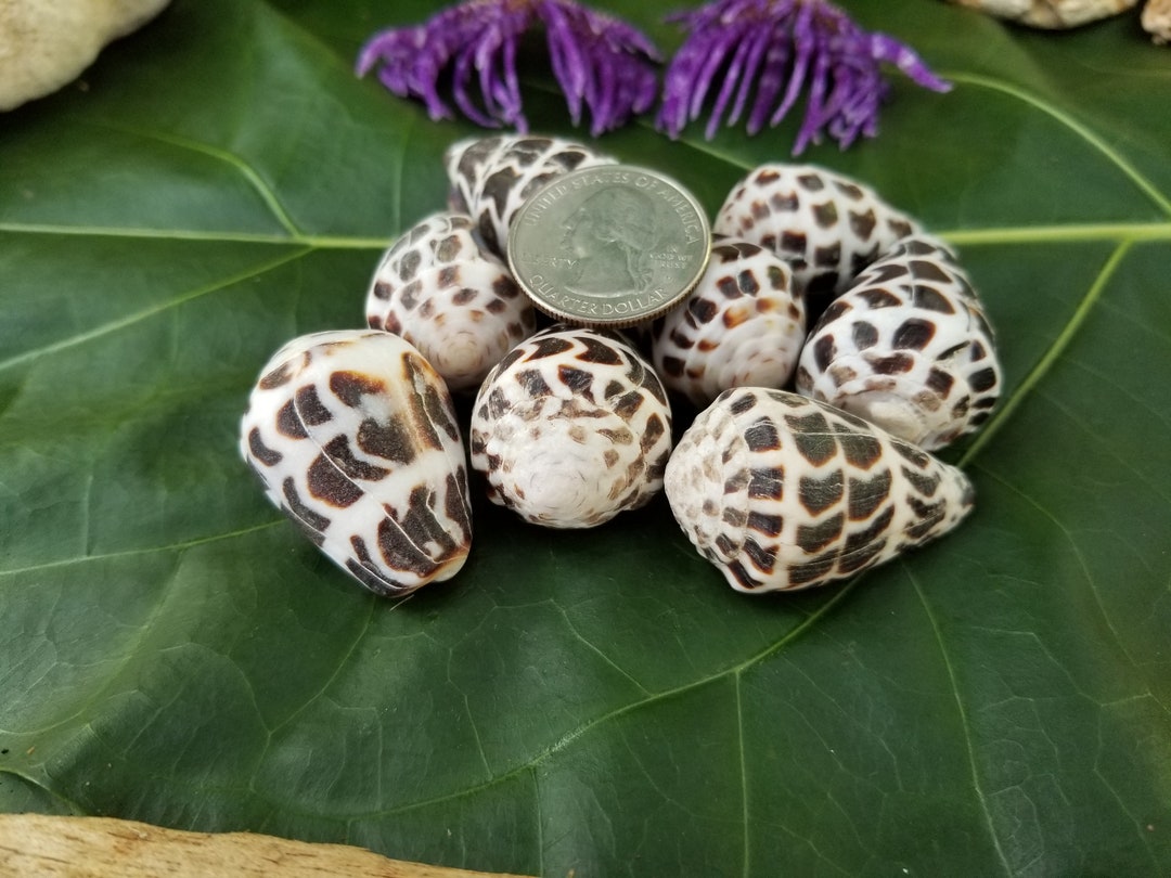 Craft Supplies Hawaiian Hebrew Cone Shells Kauai Cone Shells - Etsy