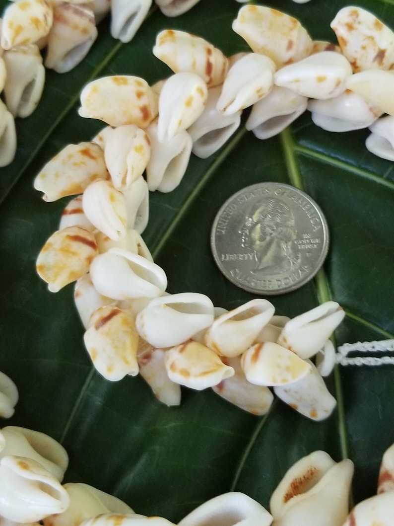 Alilea Shell Lei Hawaiian Strombus Shell Necklace Shell Lei Rare Shells ...