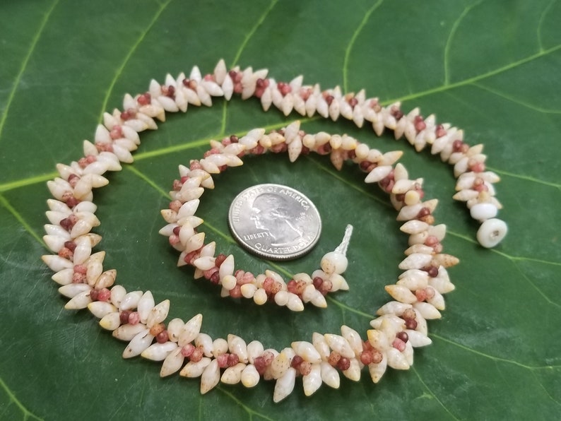 Laiki Shell Lei: Kahelelani Shells, Laiki Shells, Puka Shells, 50lb ...