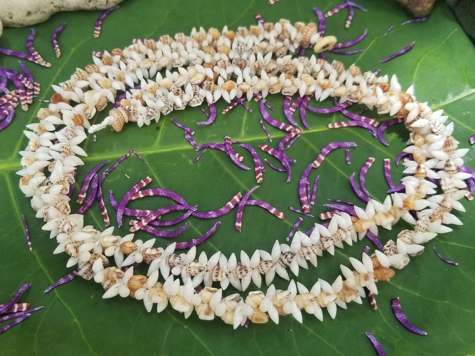 Kahelelani Shell Necklace Momi Shell Jewelry Momi Shell - Etsy