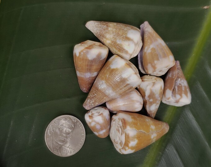 Craft Supplies Hawaiian Rat Cone Shells Kauai Cone Shells Pacific Ocean ...