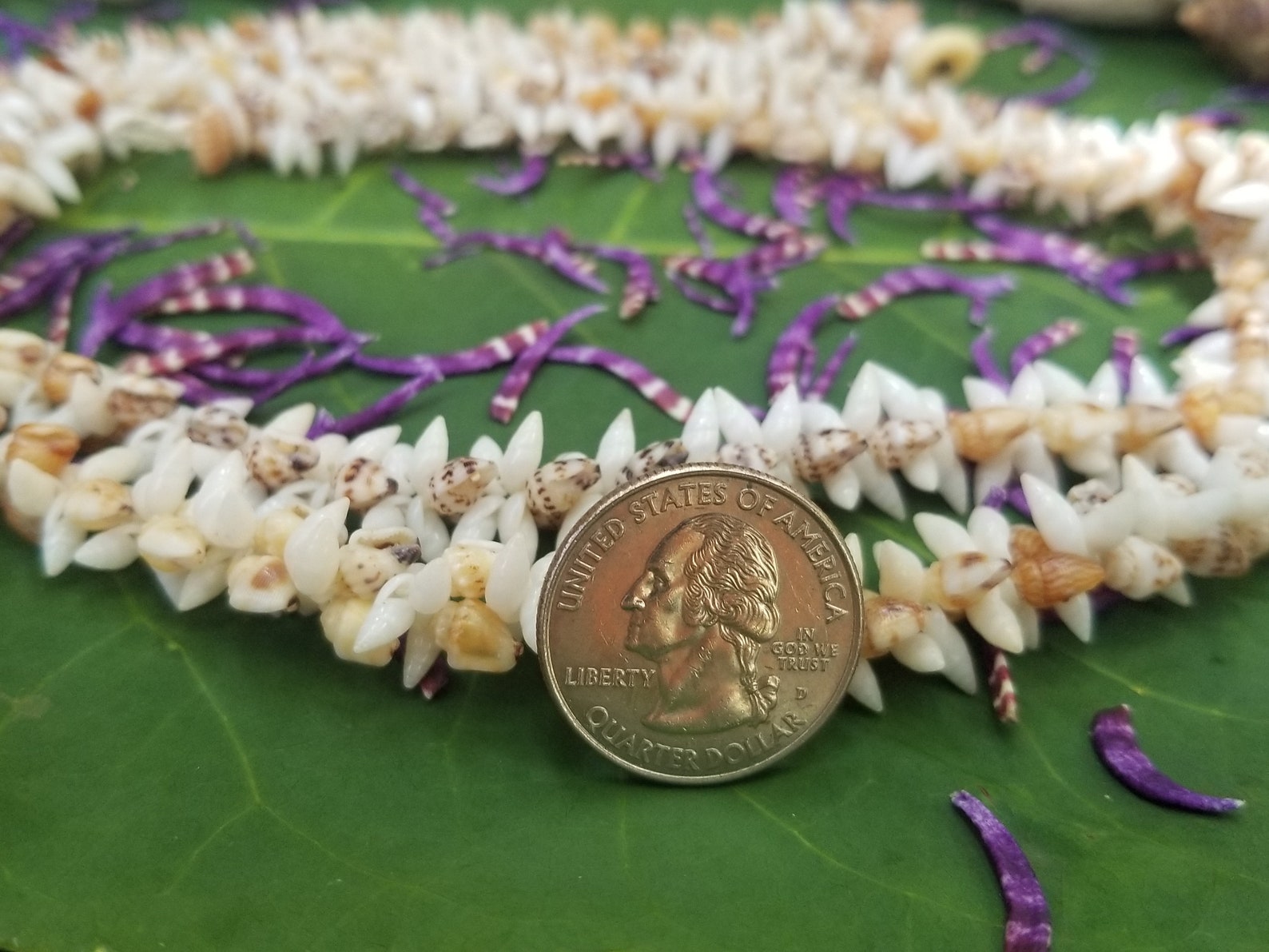 Kahelelani Shell Necklace Momi Shell Jewelry Momi Shell - Etsy