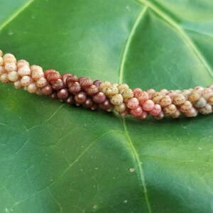 Kahelelani Shell Lei: Kauai Heirloom Necklace, Puka Clasp - Etsy