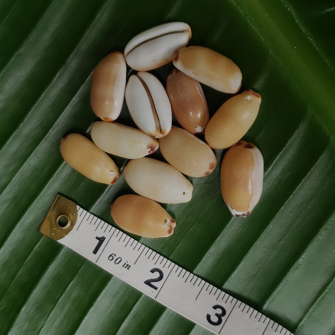 Rare Shells Pacific Ocean Shells Isabella Cowrie Shells Kauai Shells ...