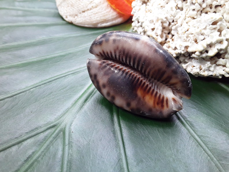 Humpback Cowrie Shell Rare Shells Pacific Ocean Shells Kauai | Etsy